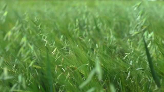 Animated Grass Stock Footage: Royalty-Free Video Clips - Storyblocks