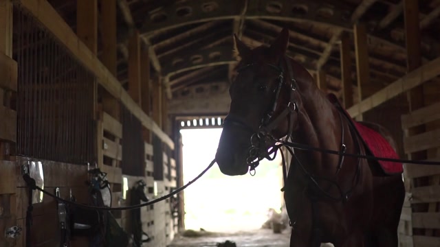 Horse Shields Stock Footage: Royalty-Free Video Clips - Storyblocks