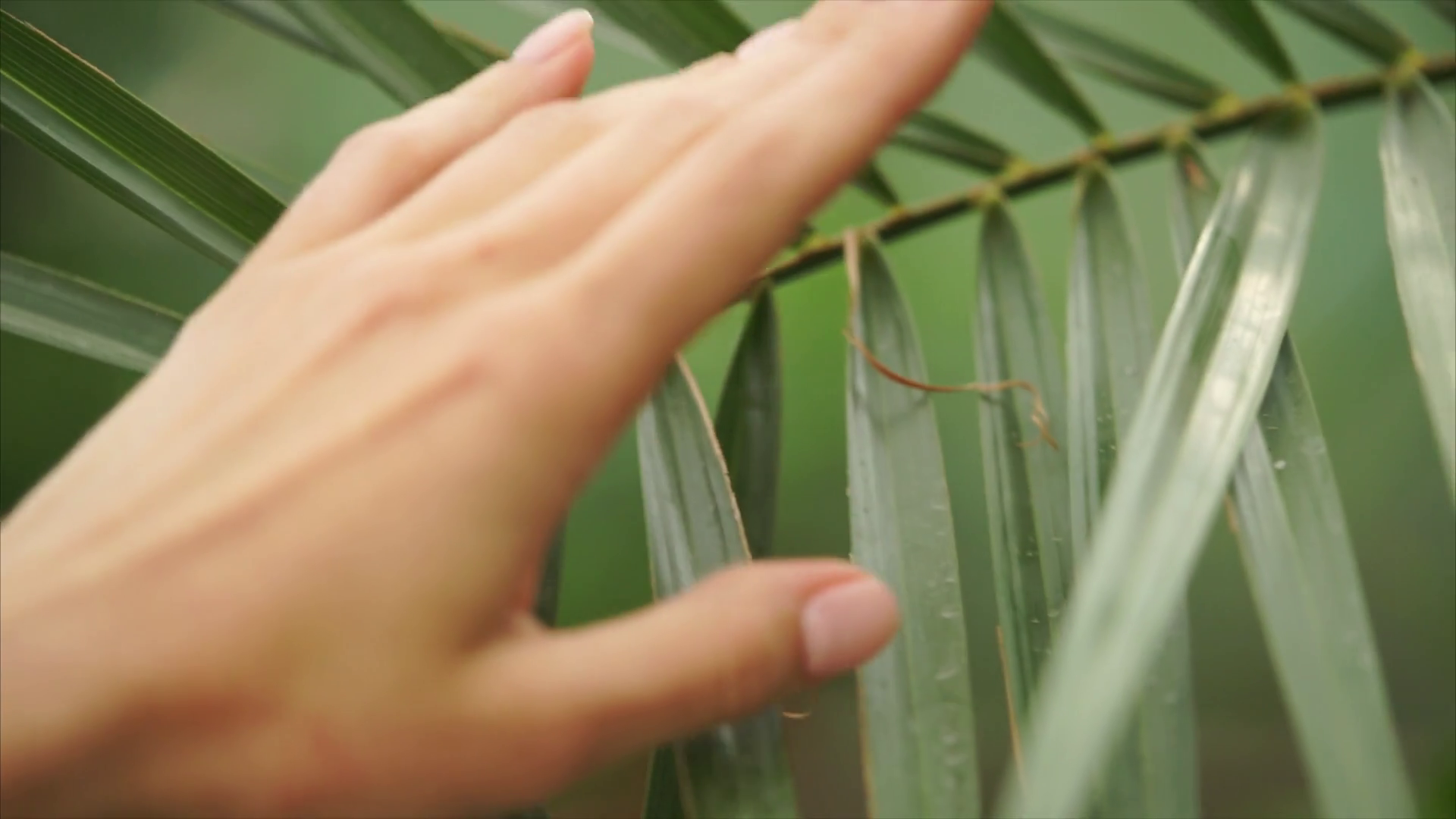 Gentle Hand Caressing Palm Leaf Manicured Stock Footage SBV-316089702 ...