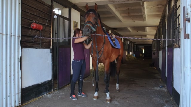 Horse Breeding | Animals stock footage - Storyblocks