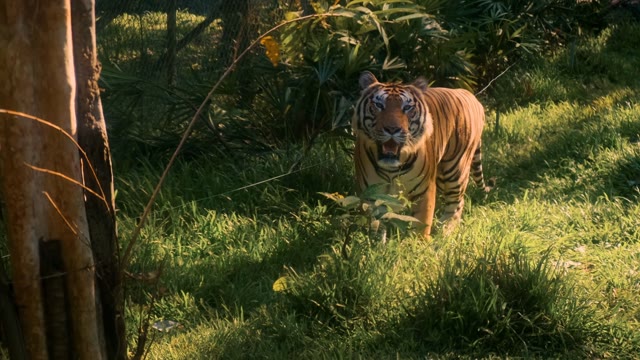 Tiger Running Stock Footage: Royalty-Free Video Clips - Storyblocks