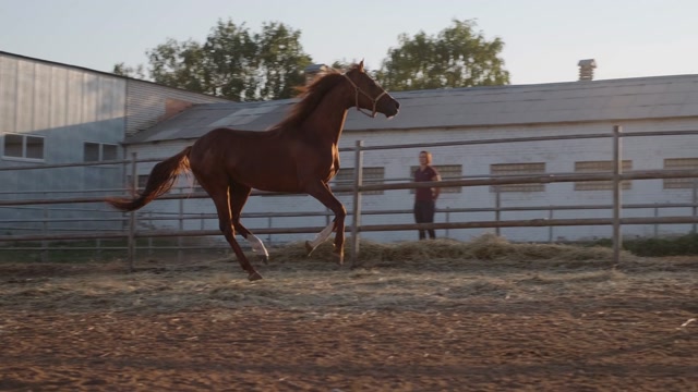 Horse Jumping Toward Camera Stock Footage: Royalty-Free Video Clips ...