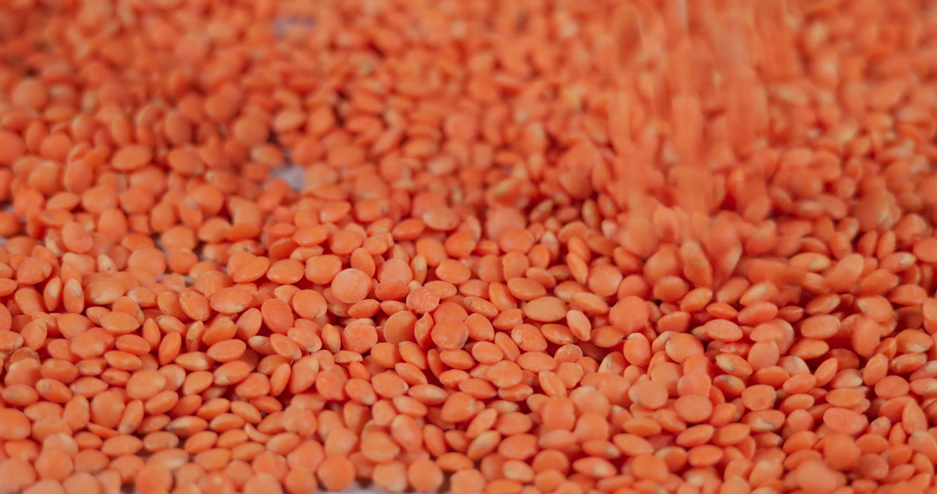 Slow Motion Falling Red Lentils Macro Shot Stock Footage SBV-353057808 ...