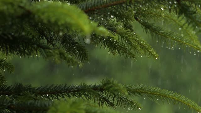 Close Up Fir Stock Footage: Royalty-Free Video Clips - Storyblocks