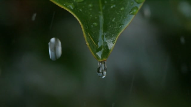 Water Drop Off Leaves | Nature stock footage - Storyblocks