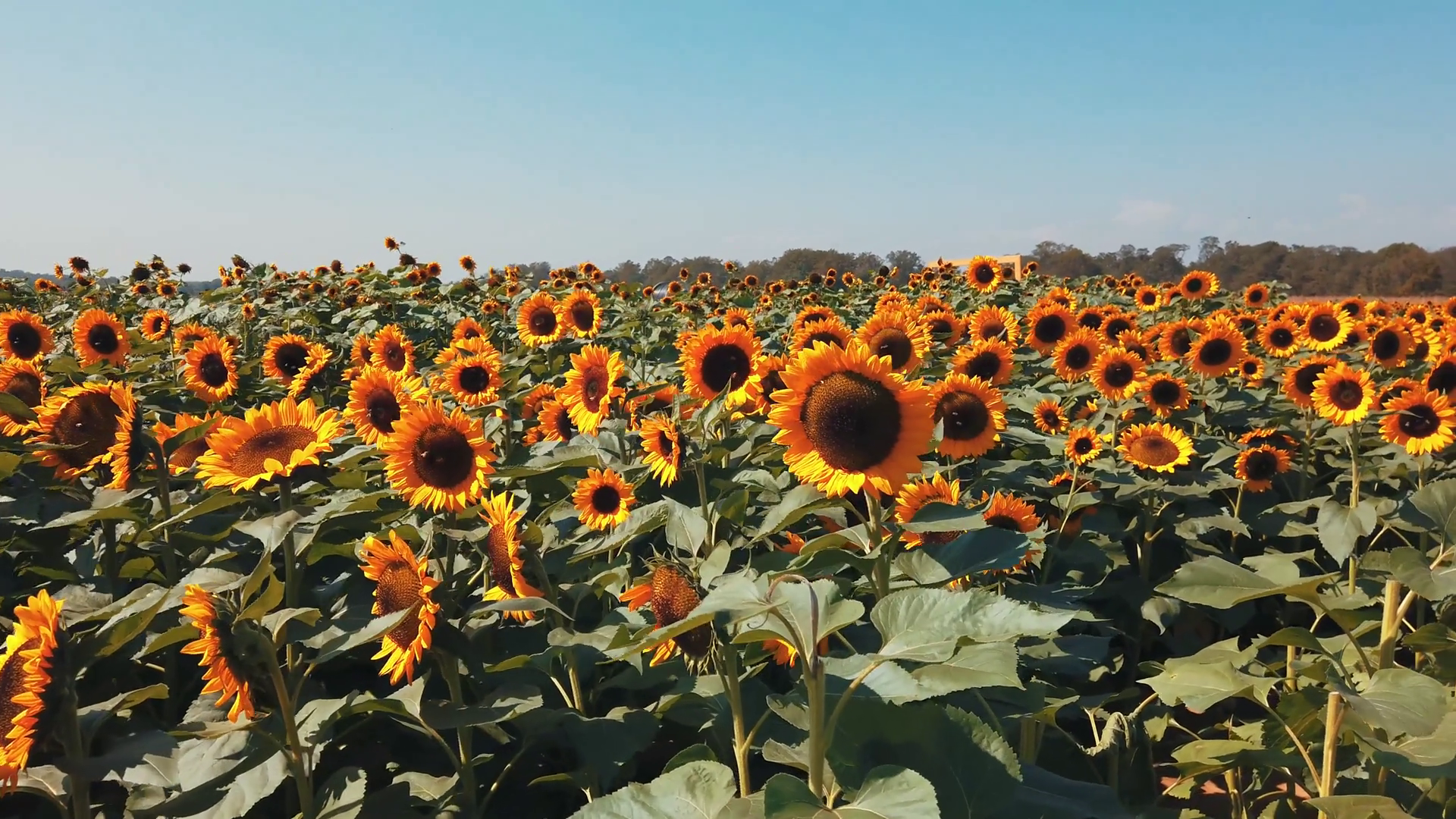 Sunflower Field With Beautiful Colors In Farm Stock Footage SBV ...