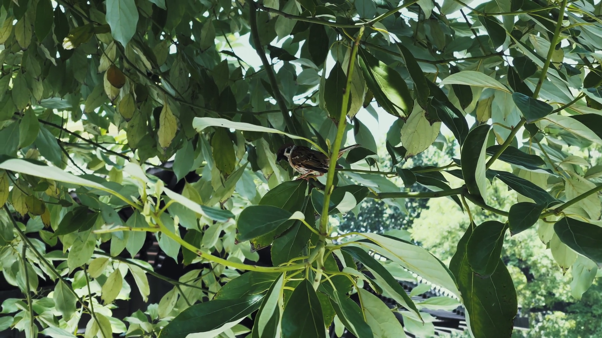 Bird Rest In Green Tree In Temple In Xian Stock Footage SBV-352761980 ...