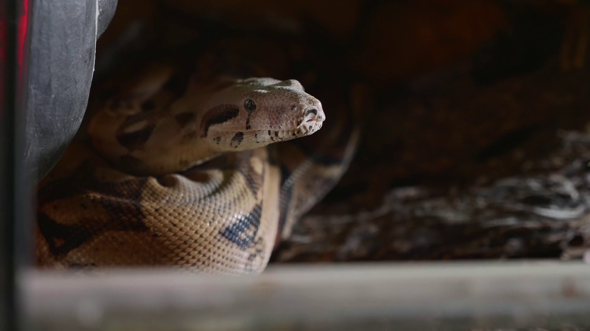 A Close Up Of Snakes Face Eyes Tongue Stock Footage SBV-326919565 ...
