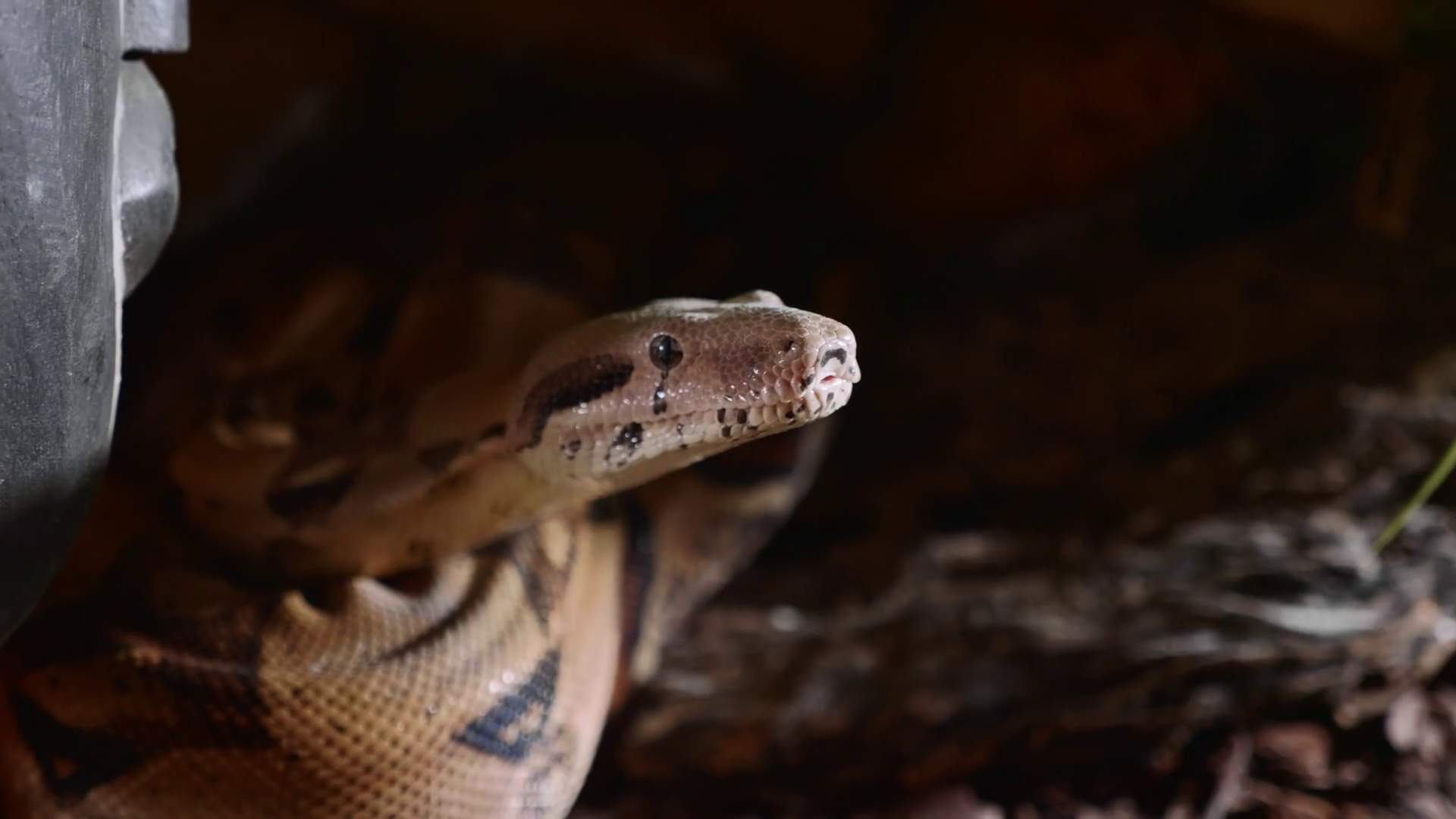 A Close Up Of Snakes Face Eyes Tongue Stock Footage SBV-326848414 ...