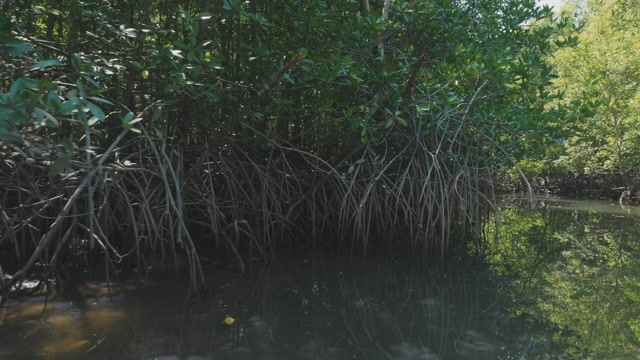 Mangroove Stock Footage: Royalty-Free Video Clips - Storyblocks