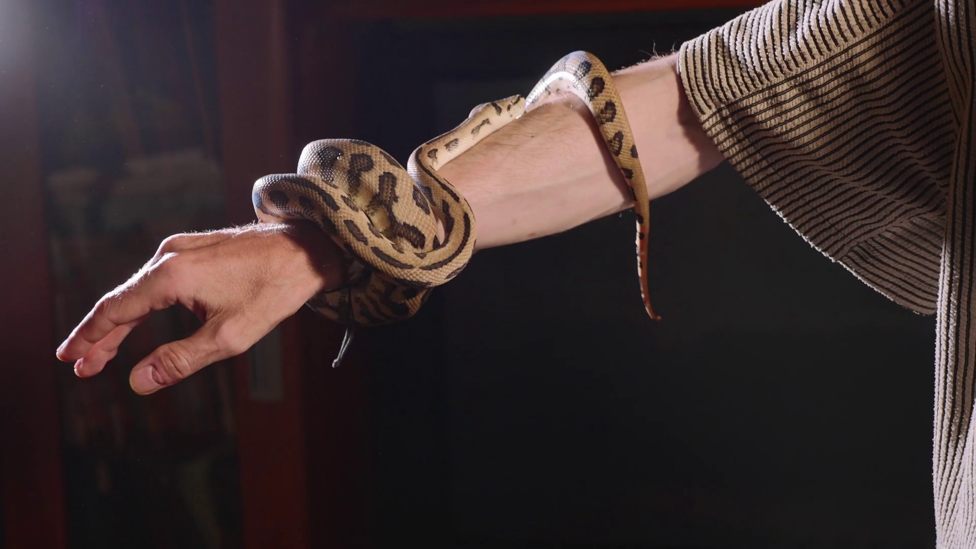 Snake On Male Hand Dangerous Reptiles In Stock Footage SBV-326942188 ...