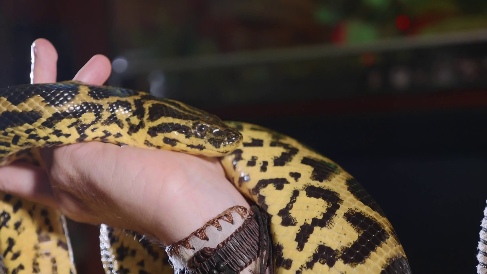 Snake On Male Hand Dangerous Reptiles In Stock Footage SBV-326942454 ...