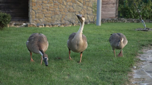 Goose Attack Stock Footage: Royalty-Free Video Clips - Storyblocks