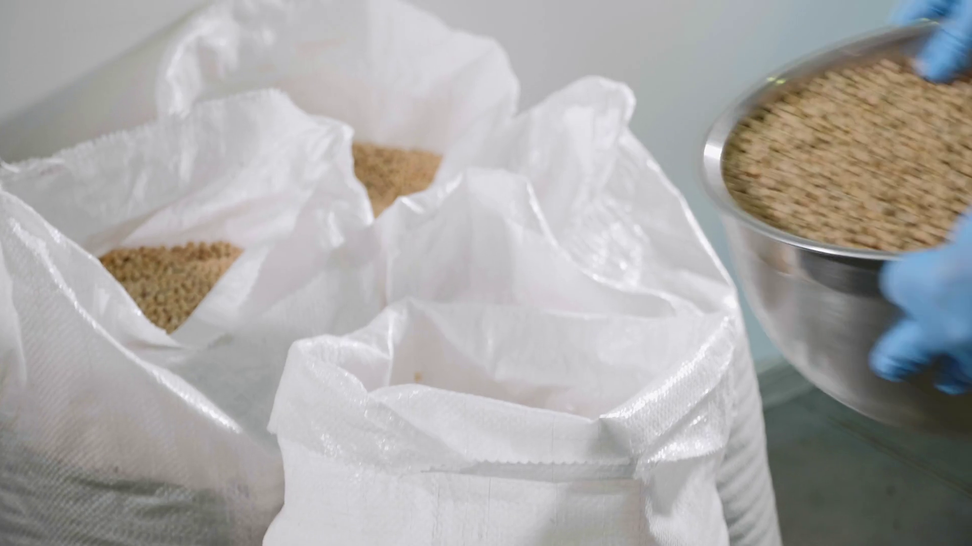Worker Pouring Soybeans Into Sack Sorting At Stock Footage SBV ...