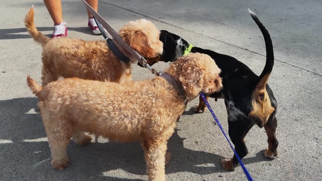 Dog Mating Tie Stock Footage: Royalty-Free Video Clips - Storyblocks