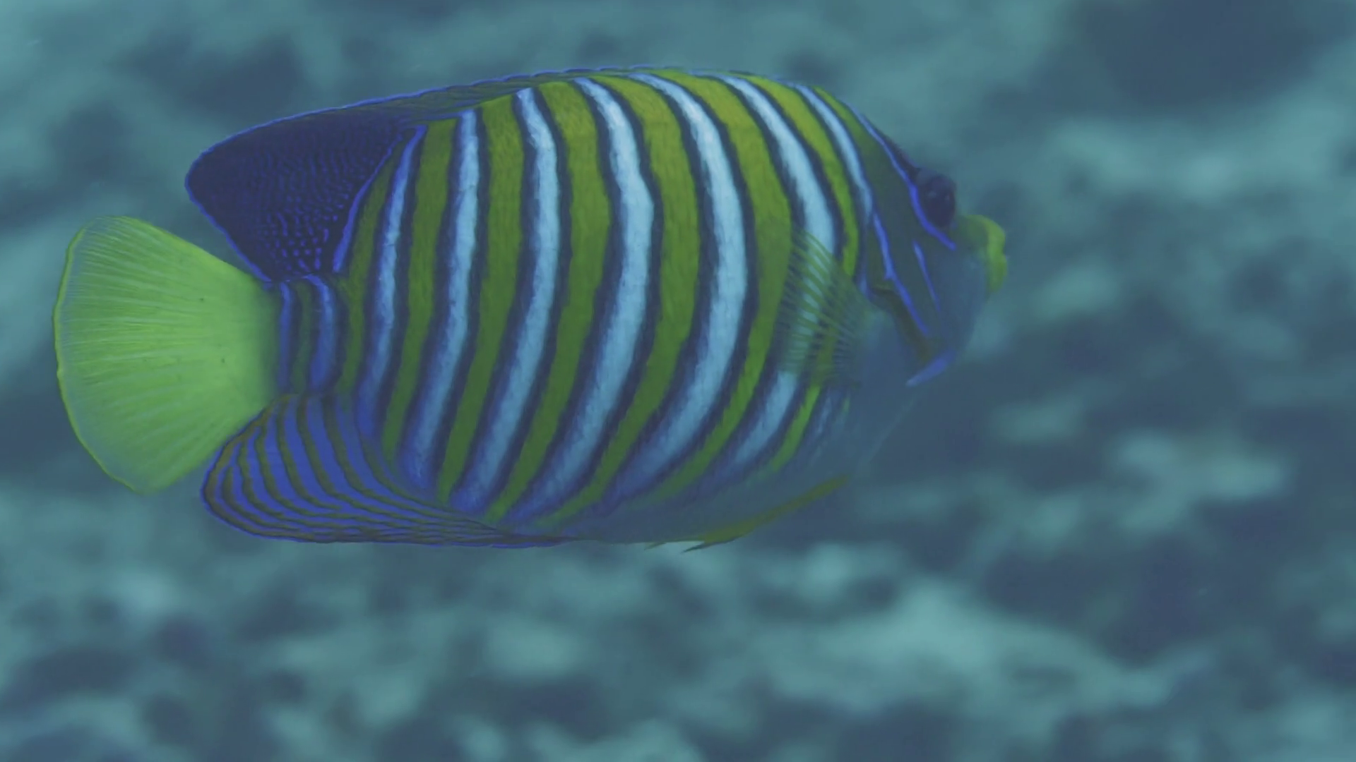 Royal Angelfish Swimming Above Rocky Reef In Stock Footage SBV ...