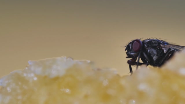 Bug Eat Stock Footage: Royalty-Free Video Clips - Storyblocks