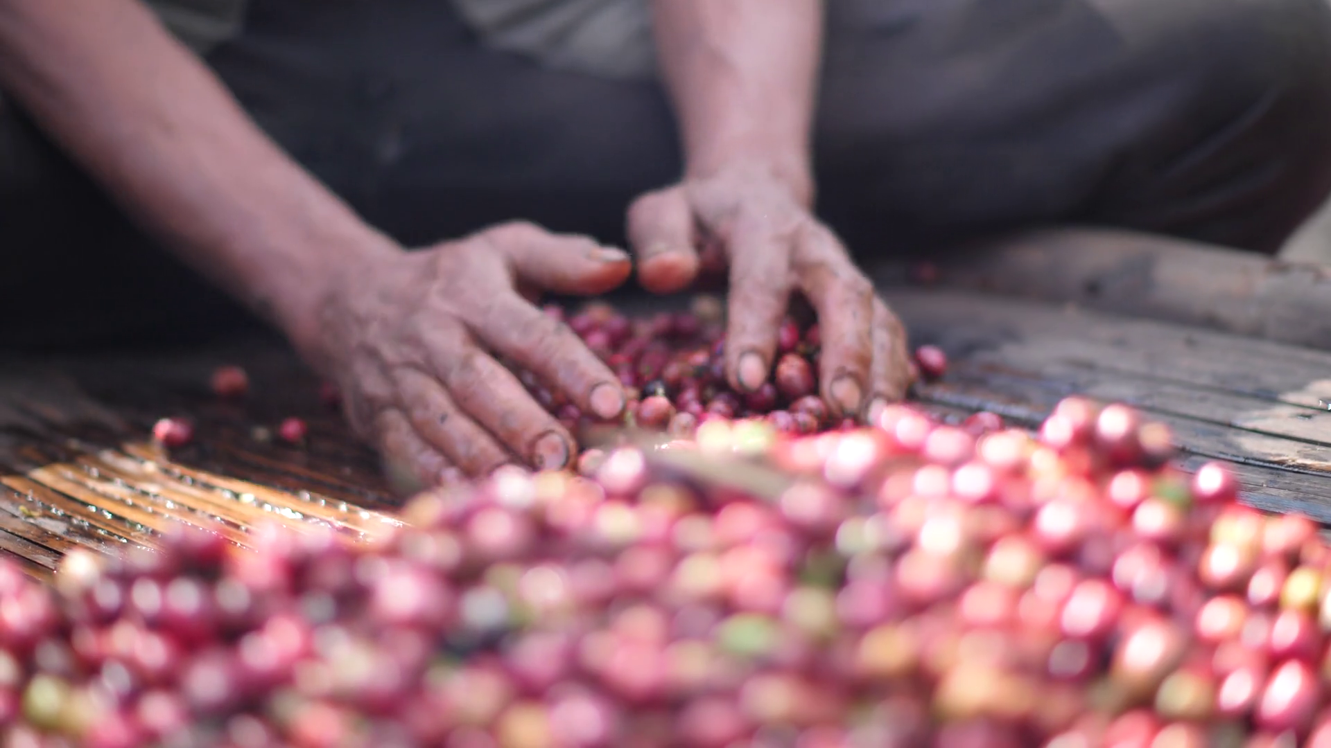 A Worker's Hand Sorting Freshly Pick Ripe Stock Footage SBV-338679588 ...