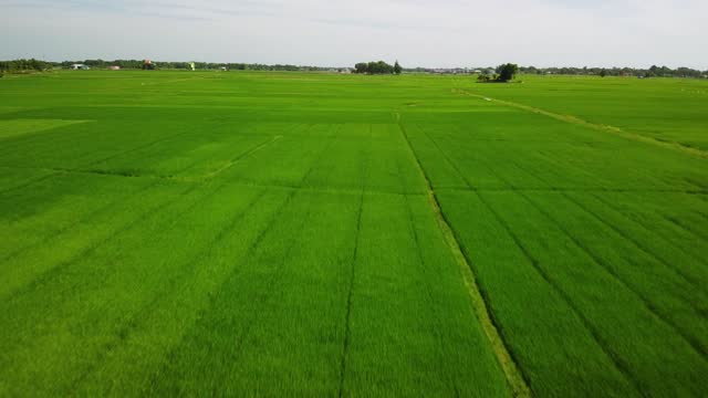 Paddy Field Stock Footage: Royalty-Free Video Clips - Storyblocks