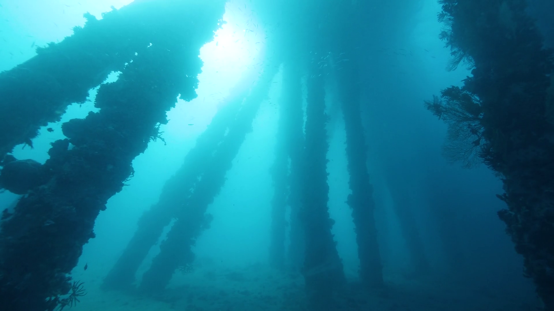 Long Underwater Dock Pylons Full Of Corals Stock Footage SBV-338781387 ...