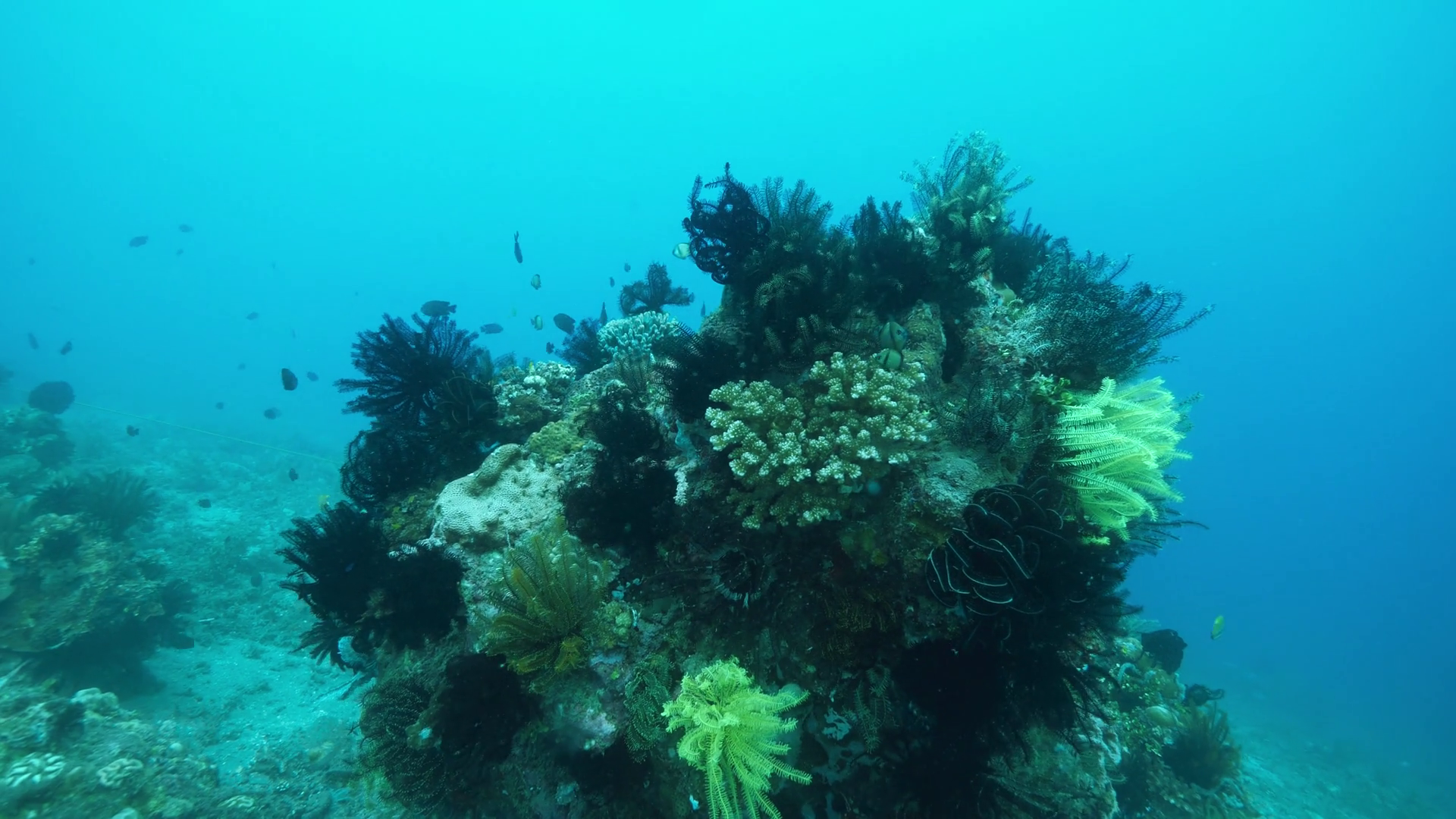 Majestic Colorful Feather Star Crinoids On Stock Footage Sbv 338530289 Storyblocks