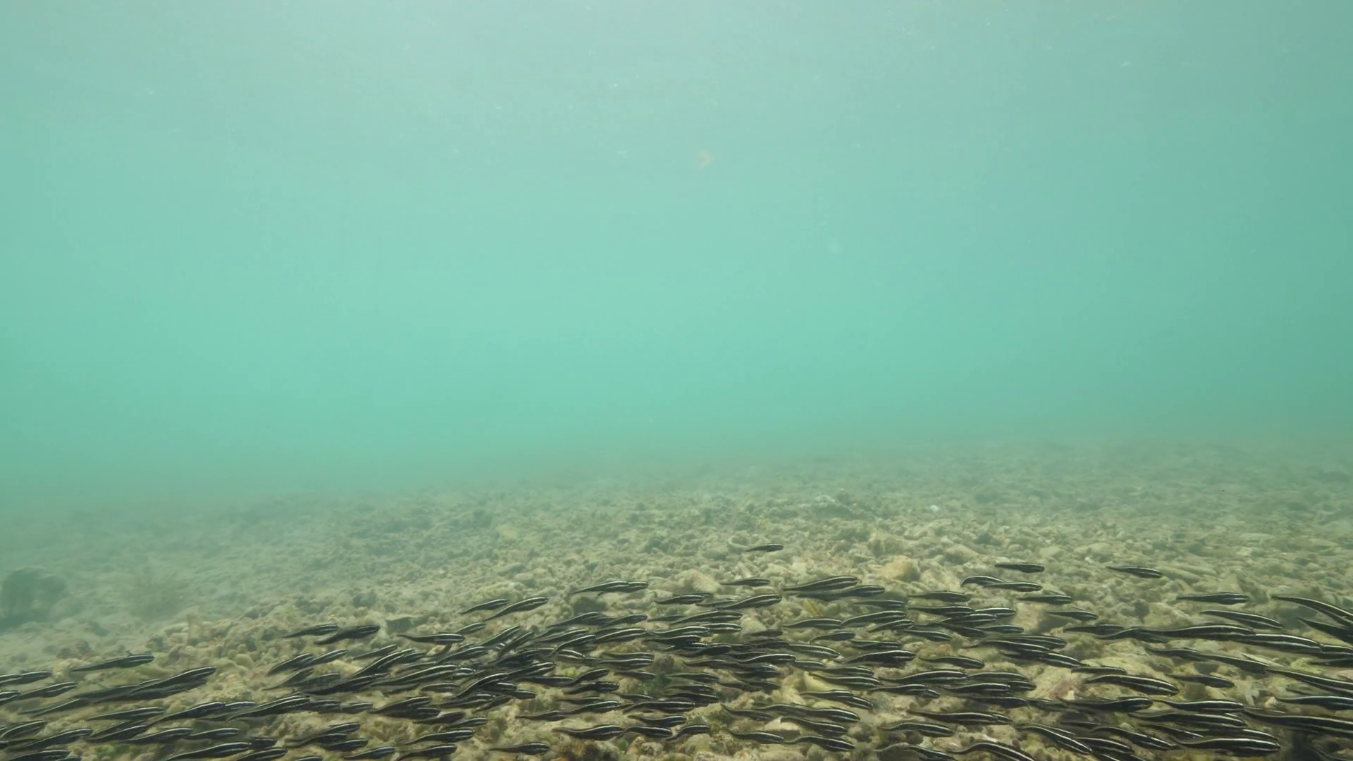 School Of Fish Swimming Underwater Dead Stock Footage SBV-337886863 ...