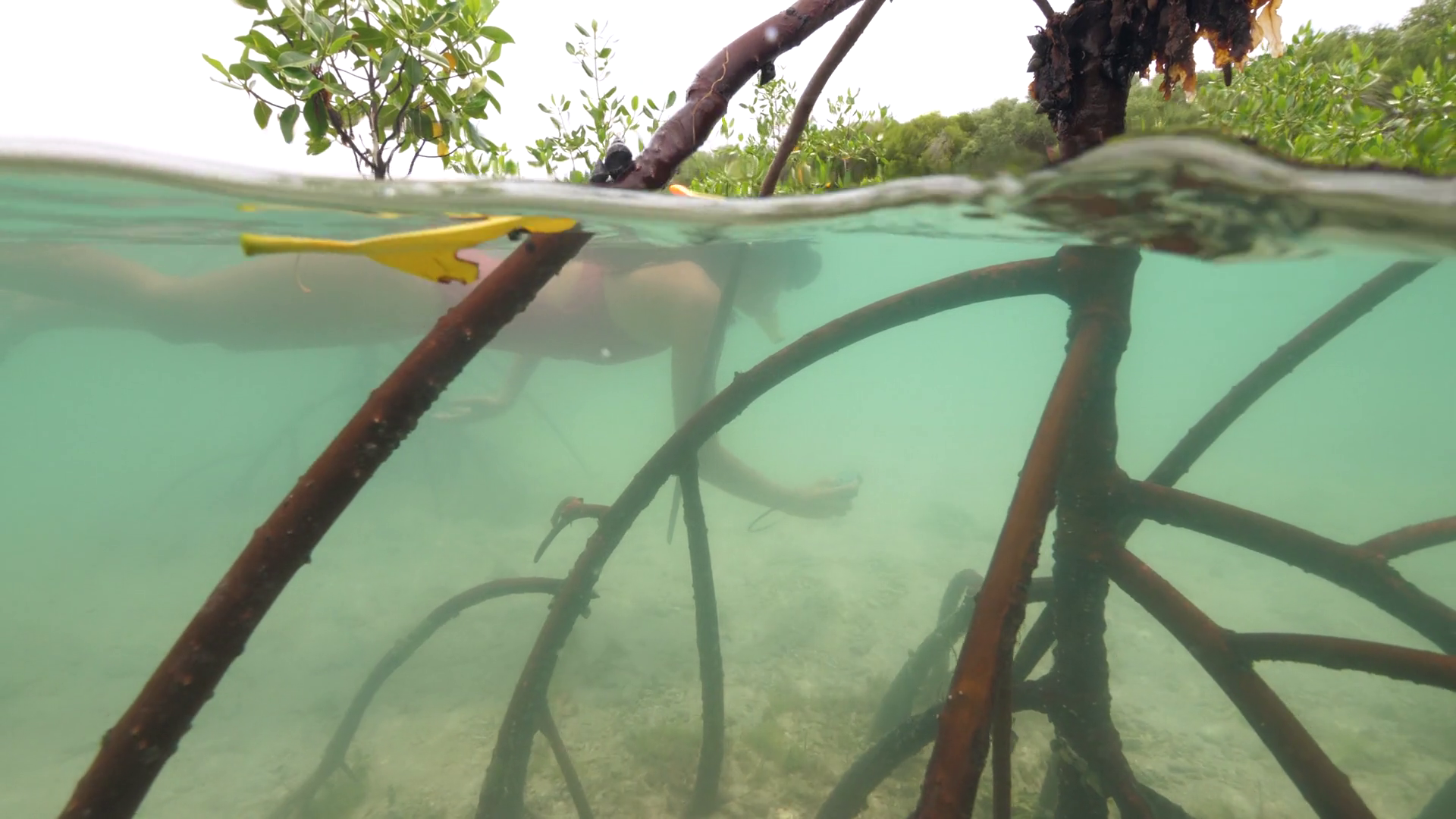 Underwater Tree Roots