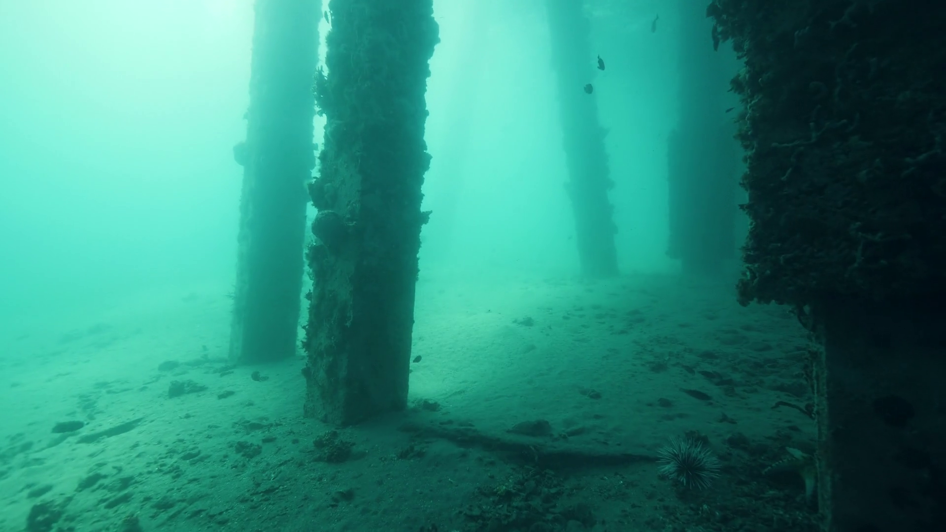 Underwater Pier Pilings Pylons With Growing Stock Footage SBV-338781331 ...