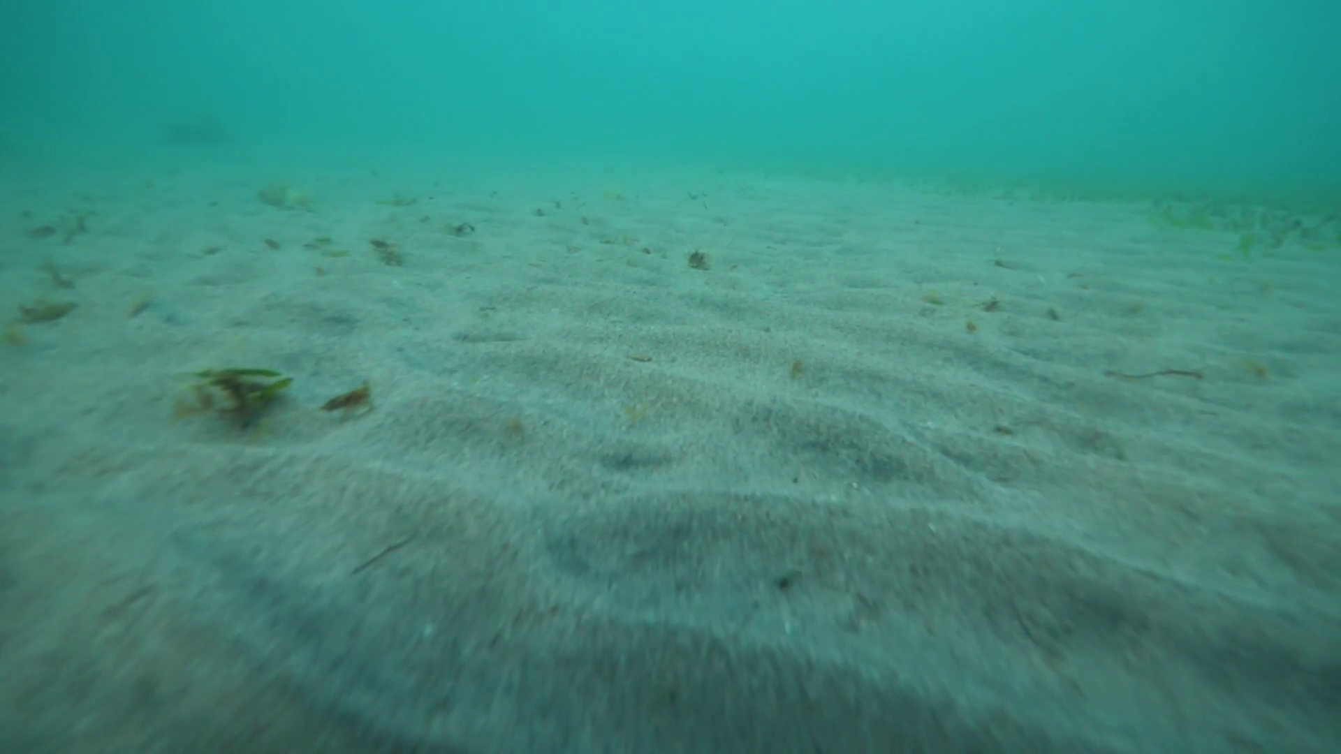 Underwater View In Blue Ocean With Seaweeds Stock Footage SBV-337886875 ...