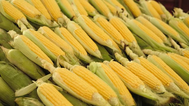 Maize Corn Stock Footage: Royalty-Free Video Clips - Storyblocks