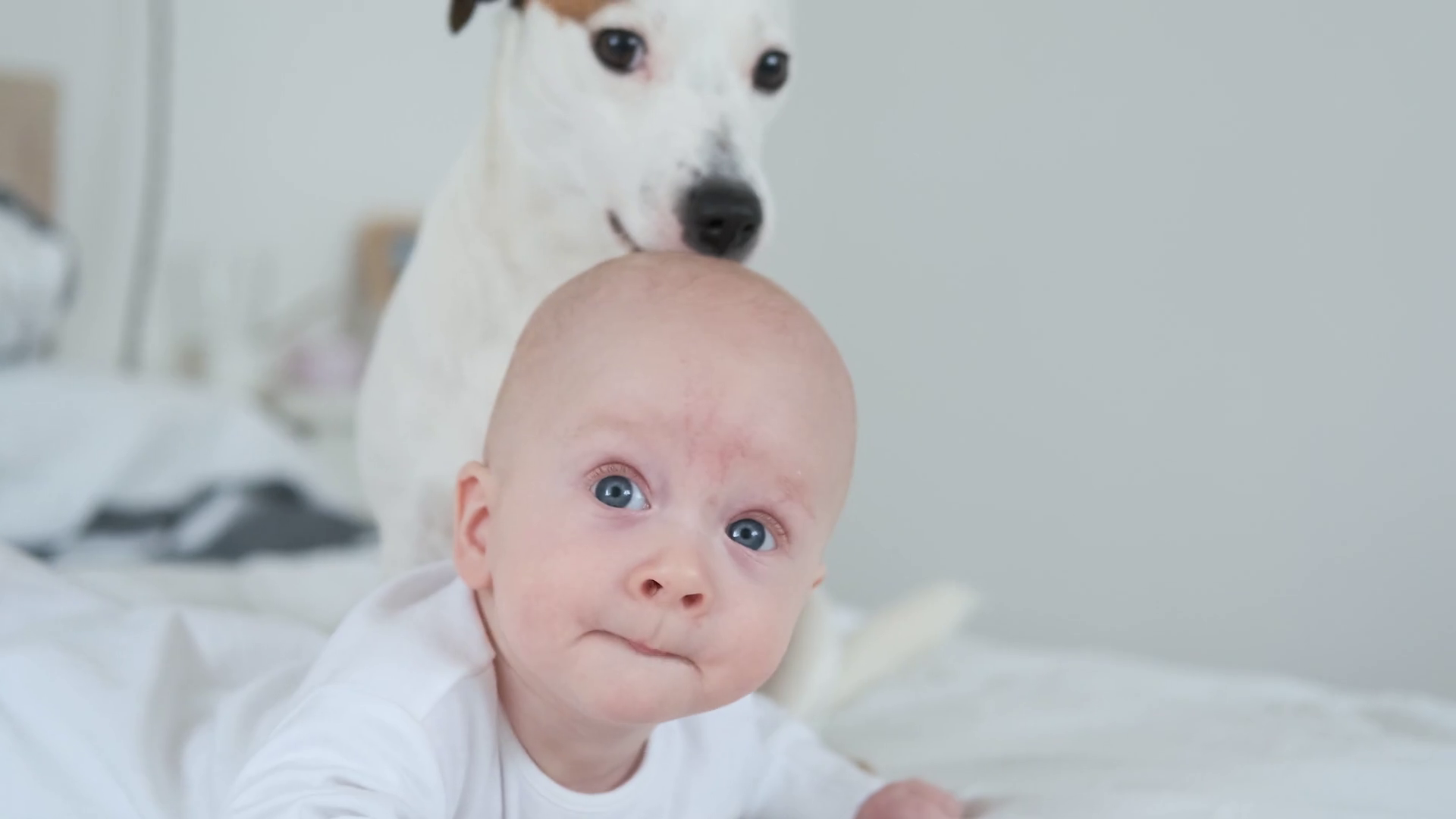 Portrait Of Kid Dog Jack Russell Terrier Stock Footage SBV-338554091 ...