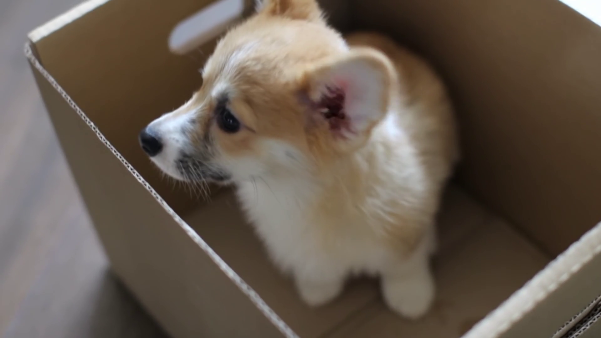 Welsh Corgi Puppy Sits In Cardboard Box Gift Stock Footage SBV ...