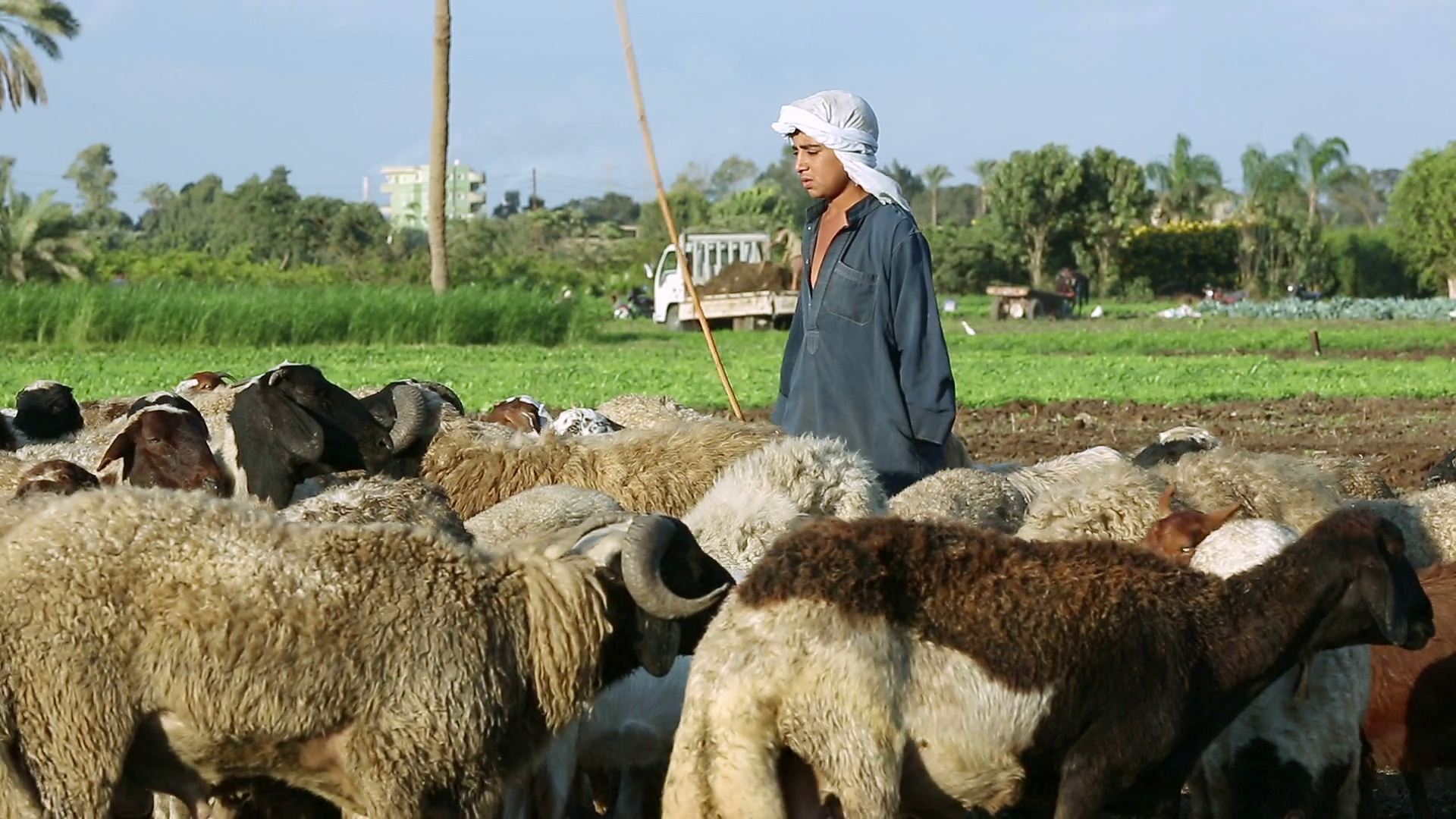 Faiyum Egypt - 2013: Egyptian Shepherd Herds Stock Footage SBV ...