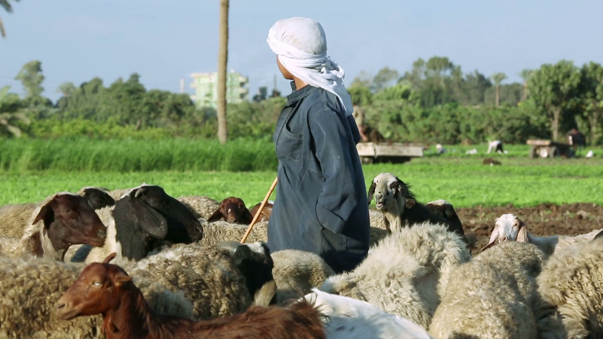 Faiyum Egypt - 2013: Egyptian Shepherd Herds Stock Footage SBV ...