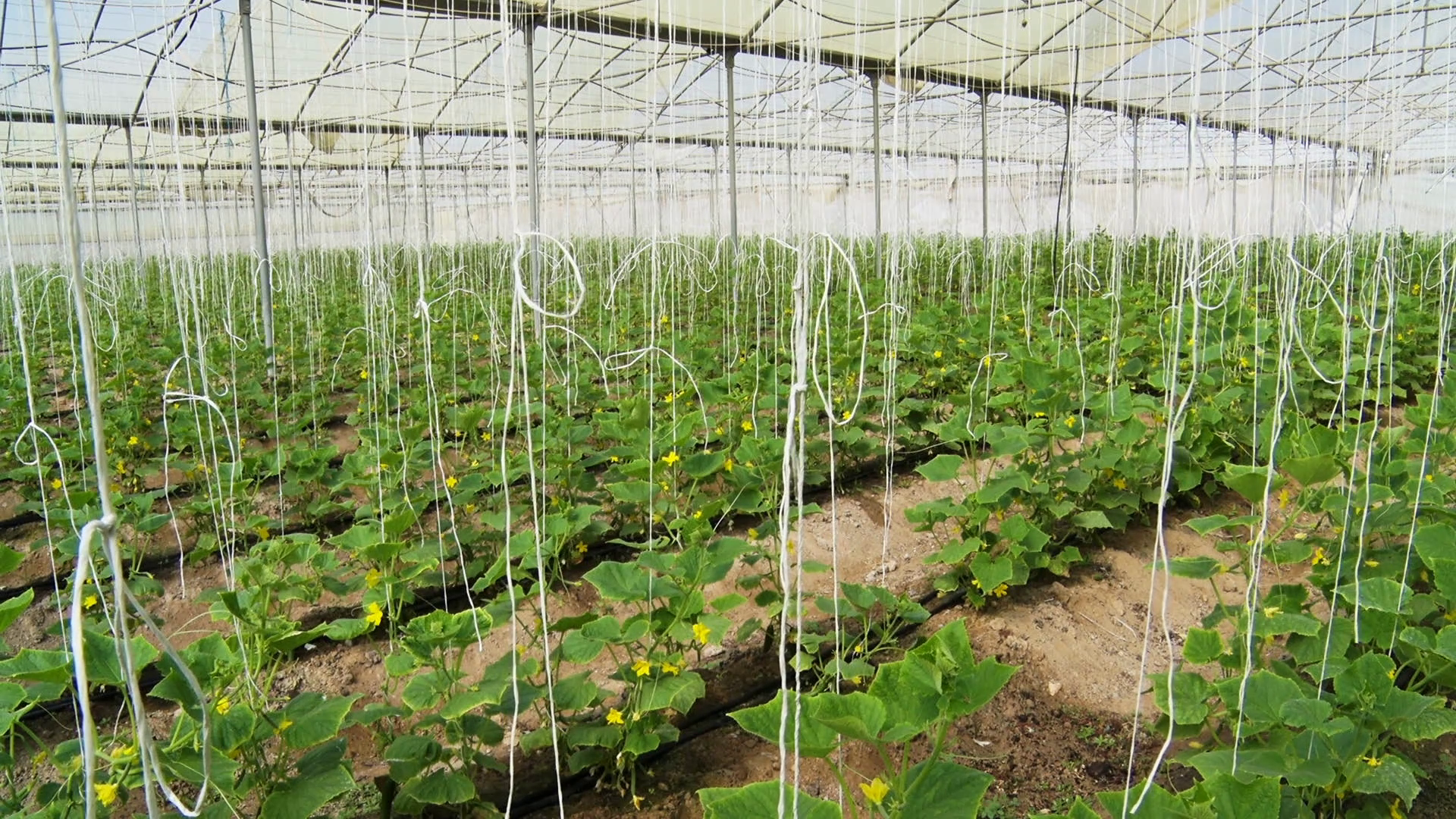 Discover Process Of Cucumber Farming Inside Stock Footage SBV-351837855 ...