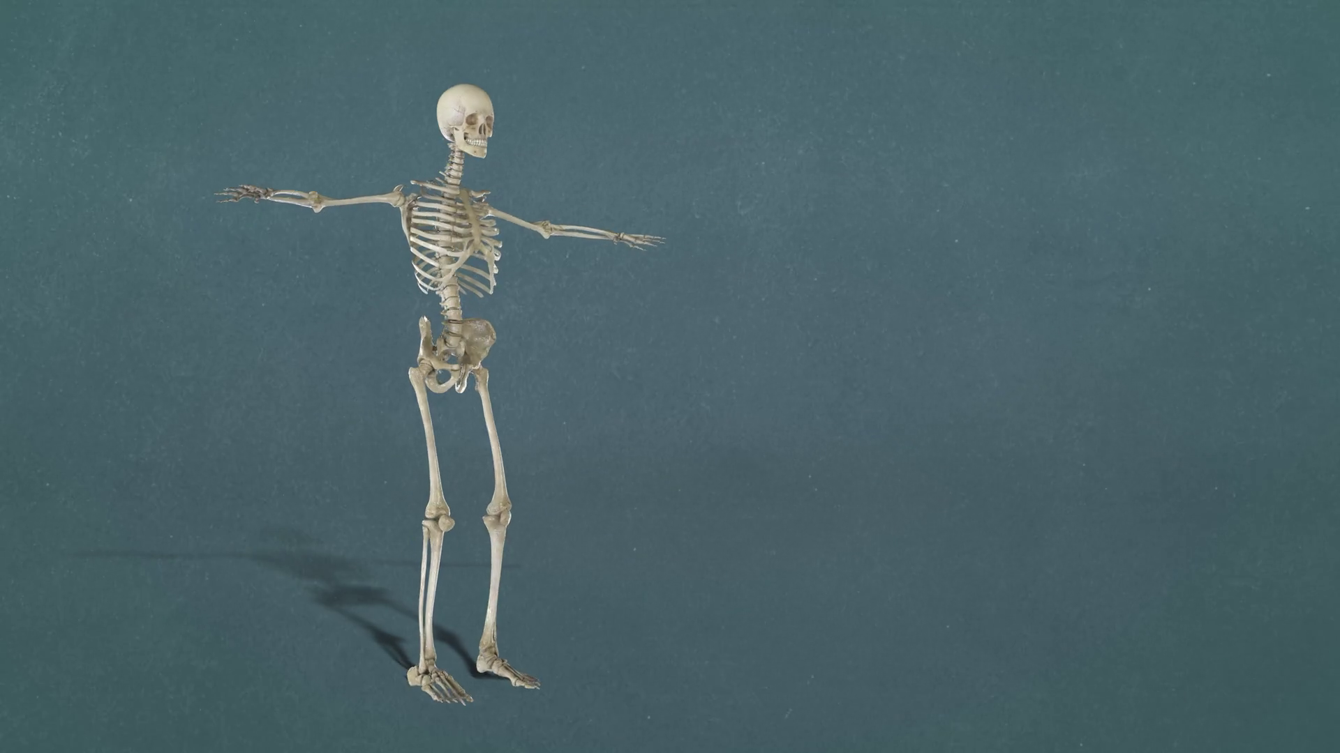 Human Skeleton Rotation Perfect Loop 3d Stock Motion Graphics SBV ...