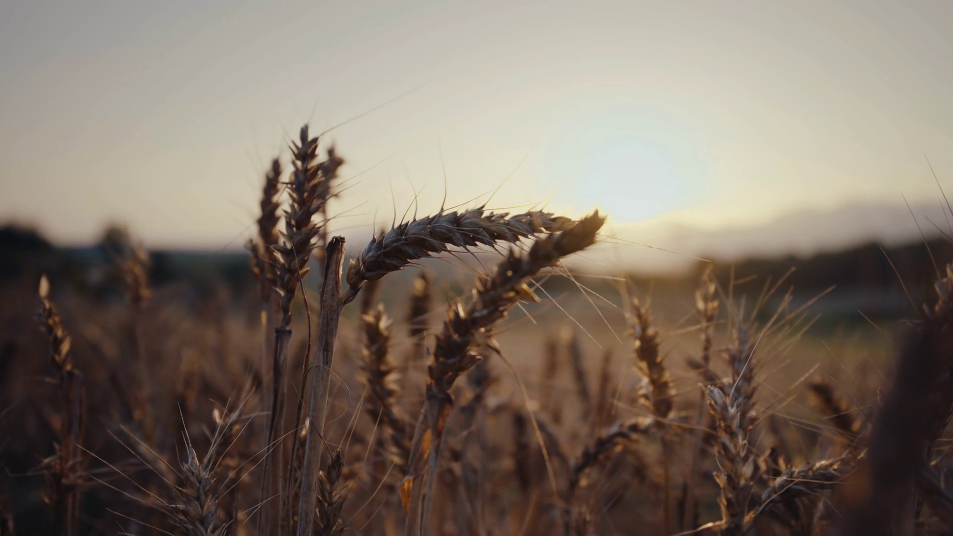 Poorly Grown Wheat Due To Summer Drought On Stock Footage SBV-348600368 ...