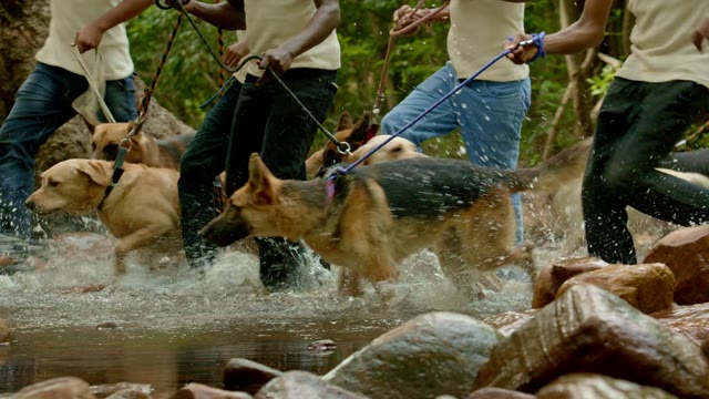 Police Running Stock Footage: Royalty-Free Video Clips - Storyblocks