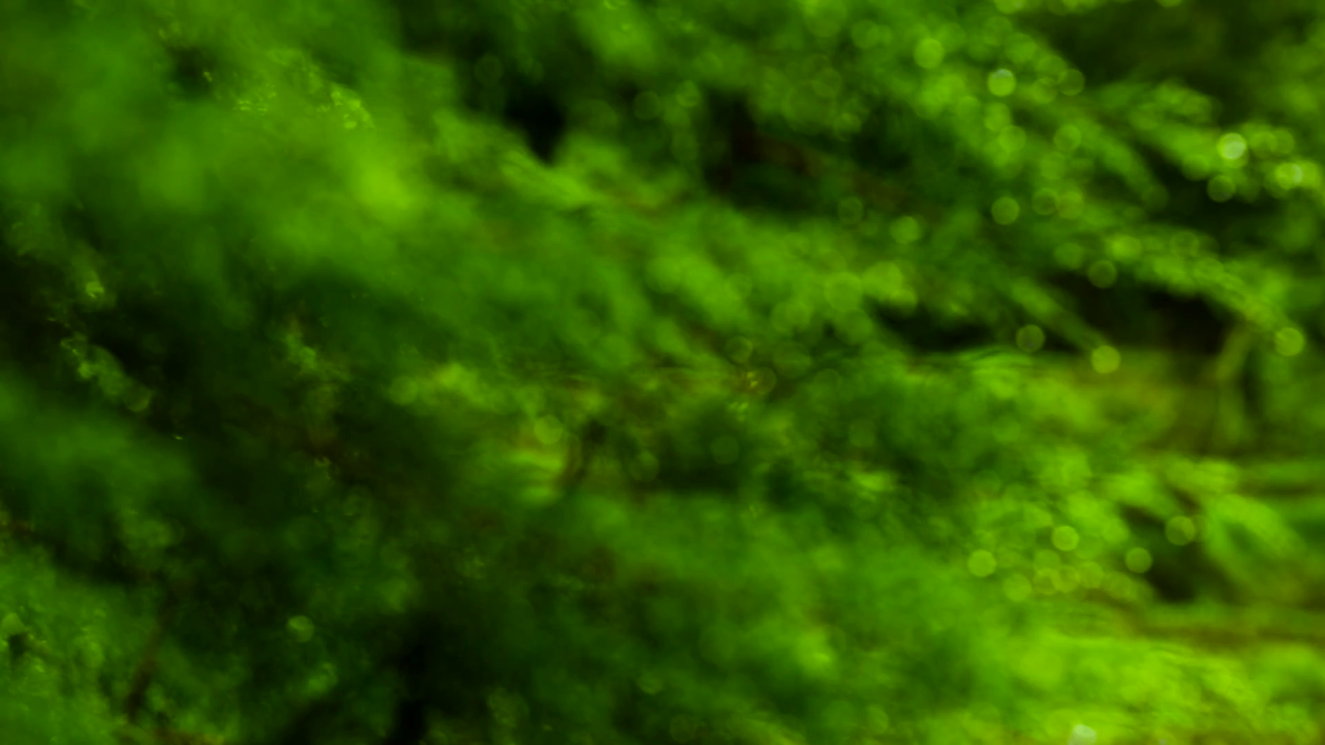 Focus Shift Green Tree Leaf Nature Rain Stock Footage SBV-320640952 ...