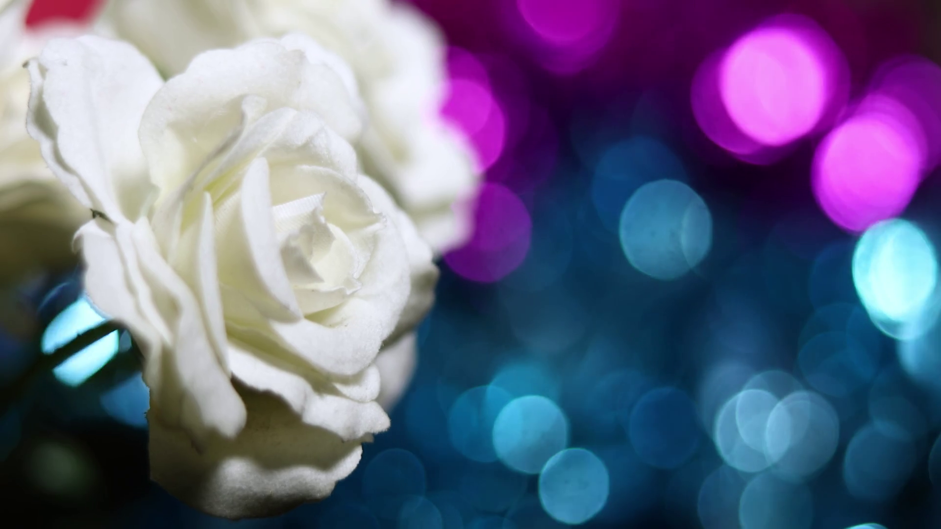 Beautiful White Rose In Front Of Glittering Stock Footage SBV-348803604 ...