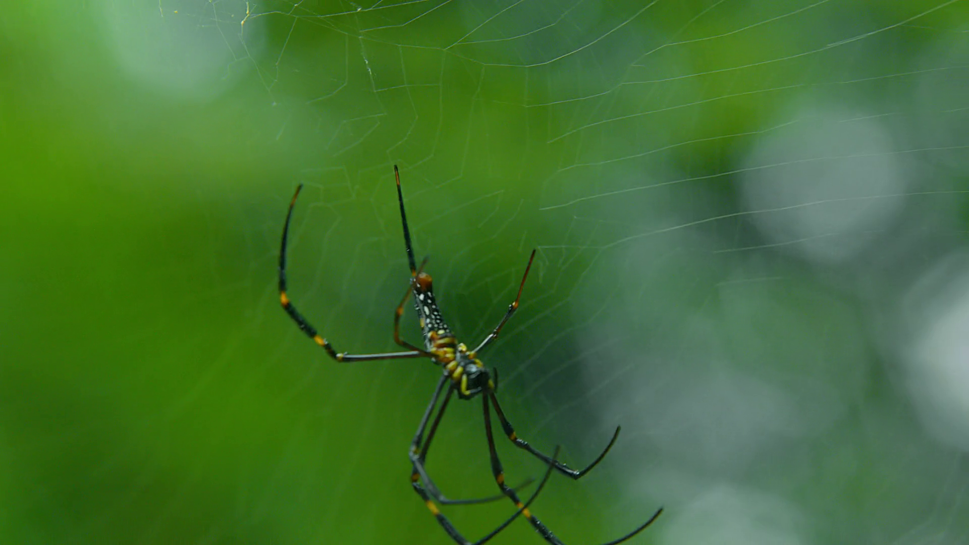 The Spider Caught Insect In Net Spider Net Stock Footage SBV-337567731 ...