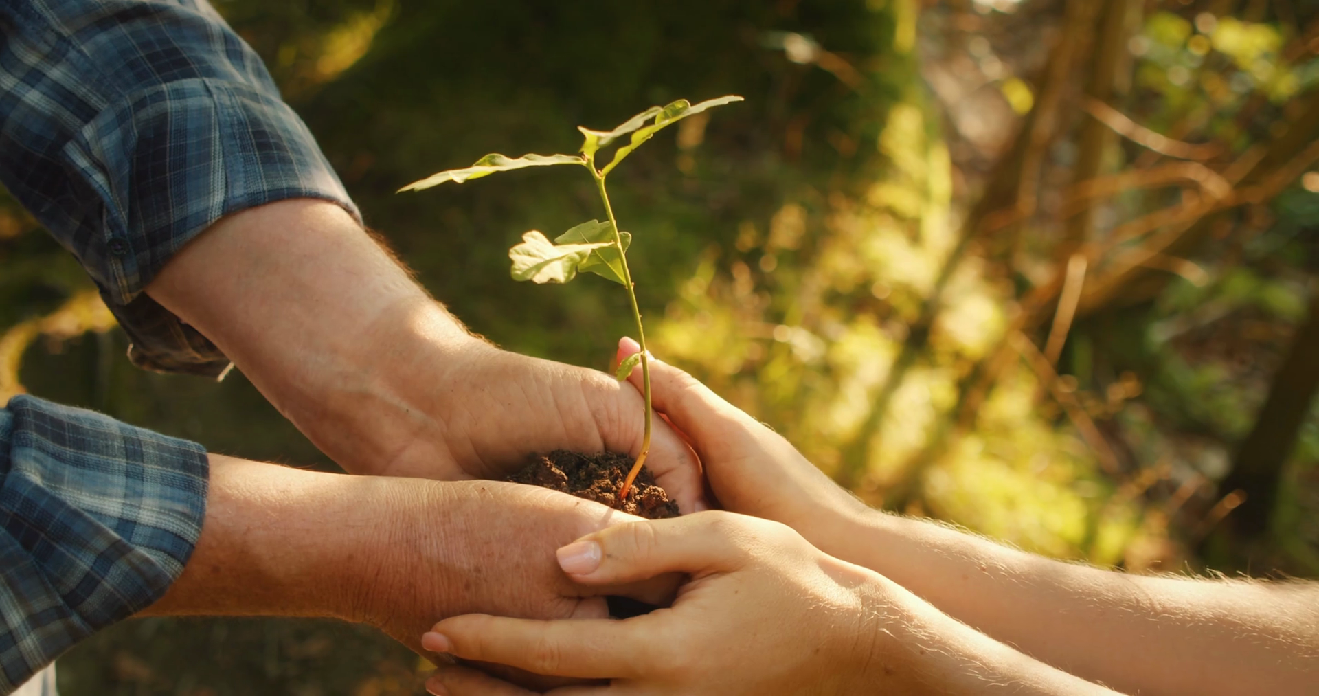 Generations Joining Hands To Plant Young Stock Footage SBV-352023188 ...