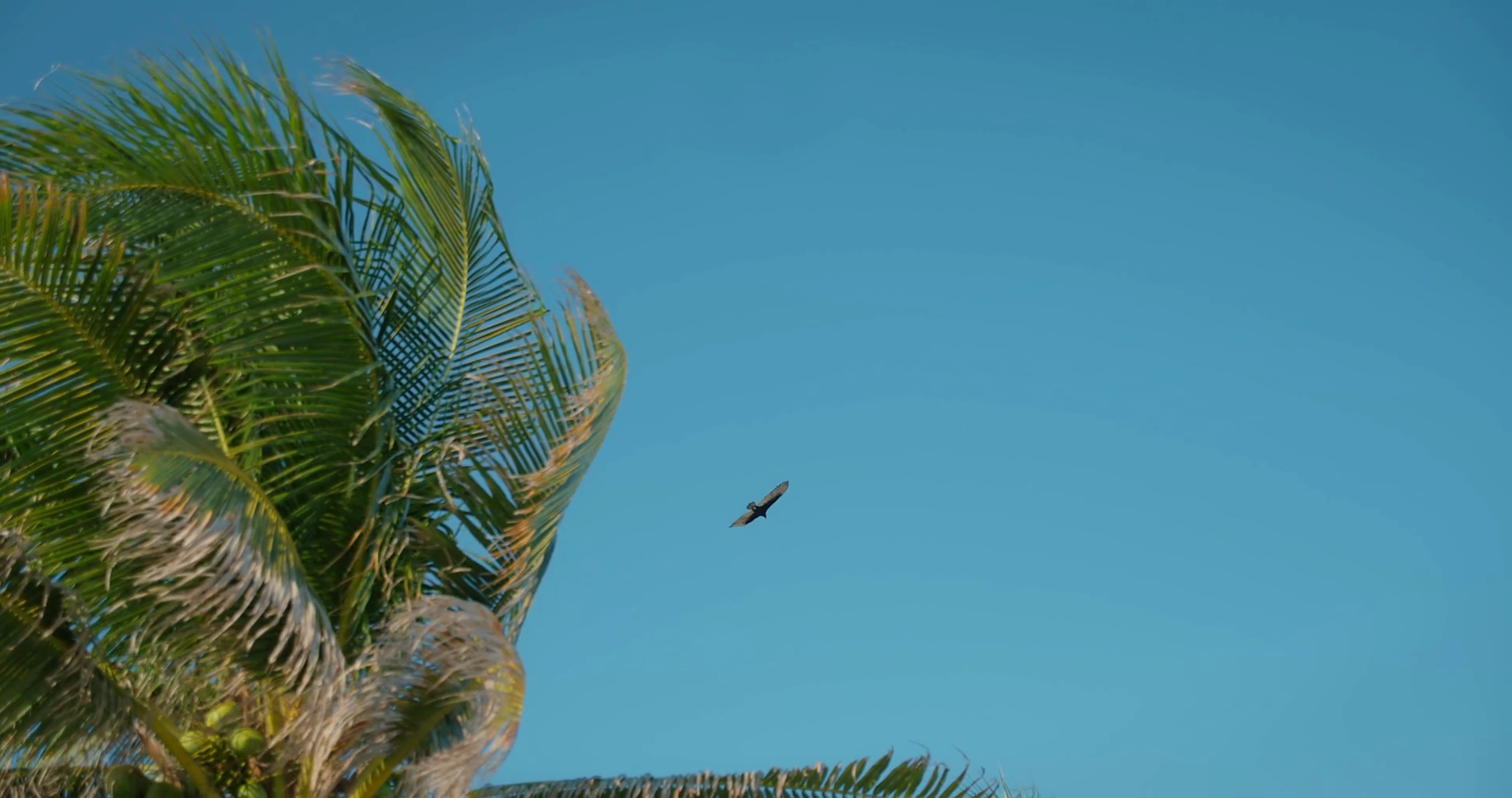 Coconut Palm Trees Sway In Coastal Wind Stock Footage SBV-352367072 ...