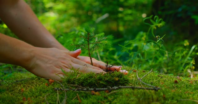Ecosystem Friendly Stock Footage: Royalty-Free Video Clips - Storyblocks