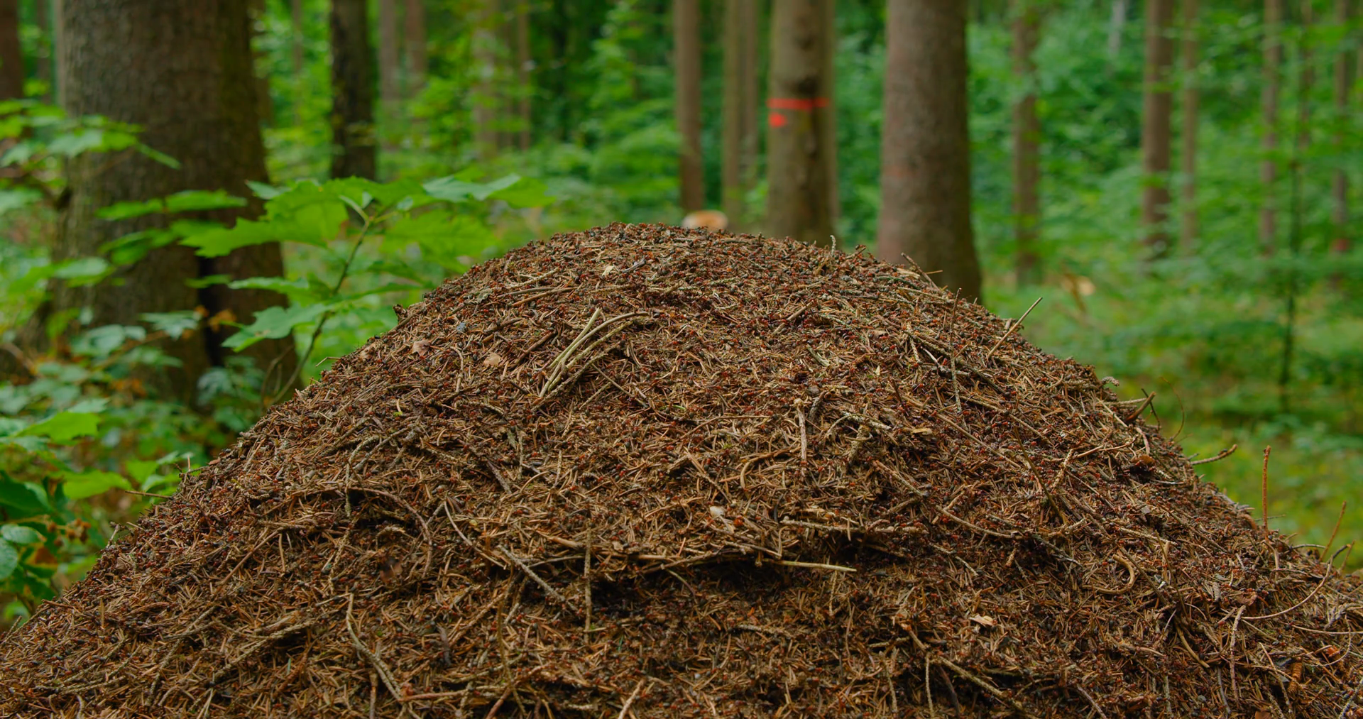 Forest ants walk on anthill surface. Emmet moving in rookery ...