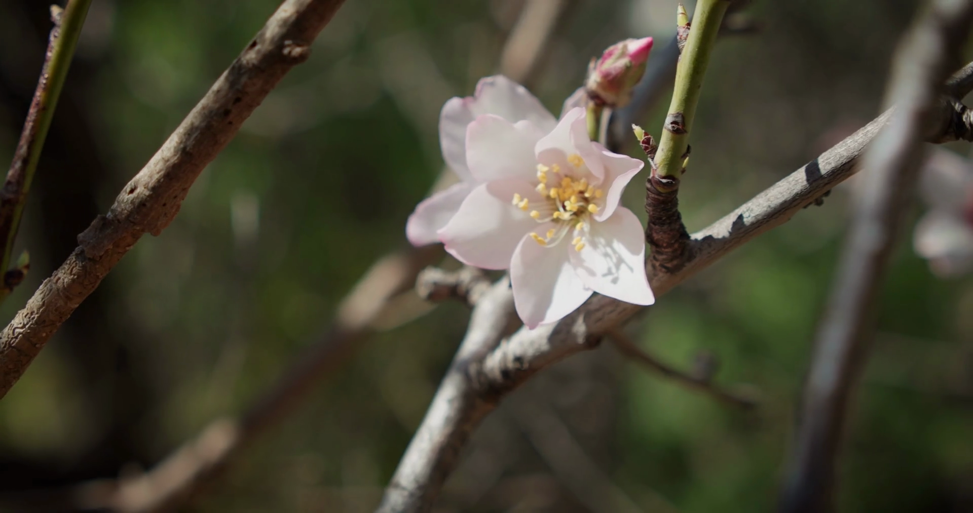First Trees To Bloom Early Spring Cherry Stock Footage SBV-347456895 ...