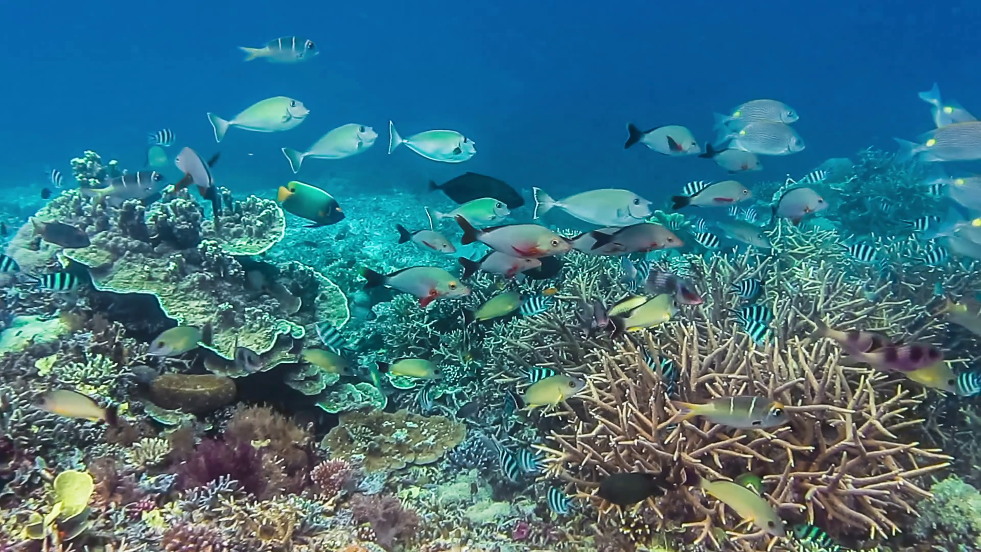 Colorful Reef Fish Swimming Above Coral Reef Stock Motion Graphics SBV ...