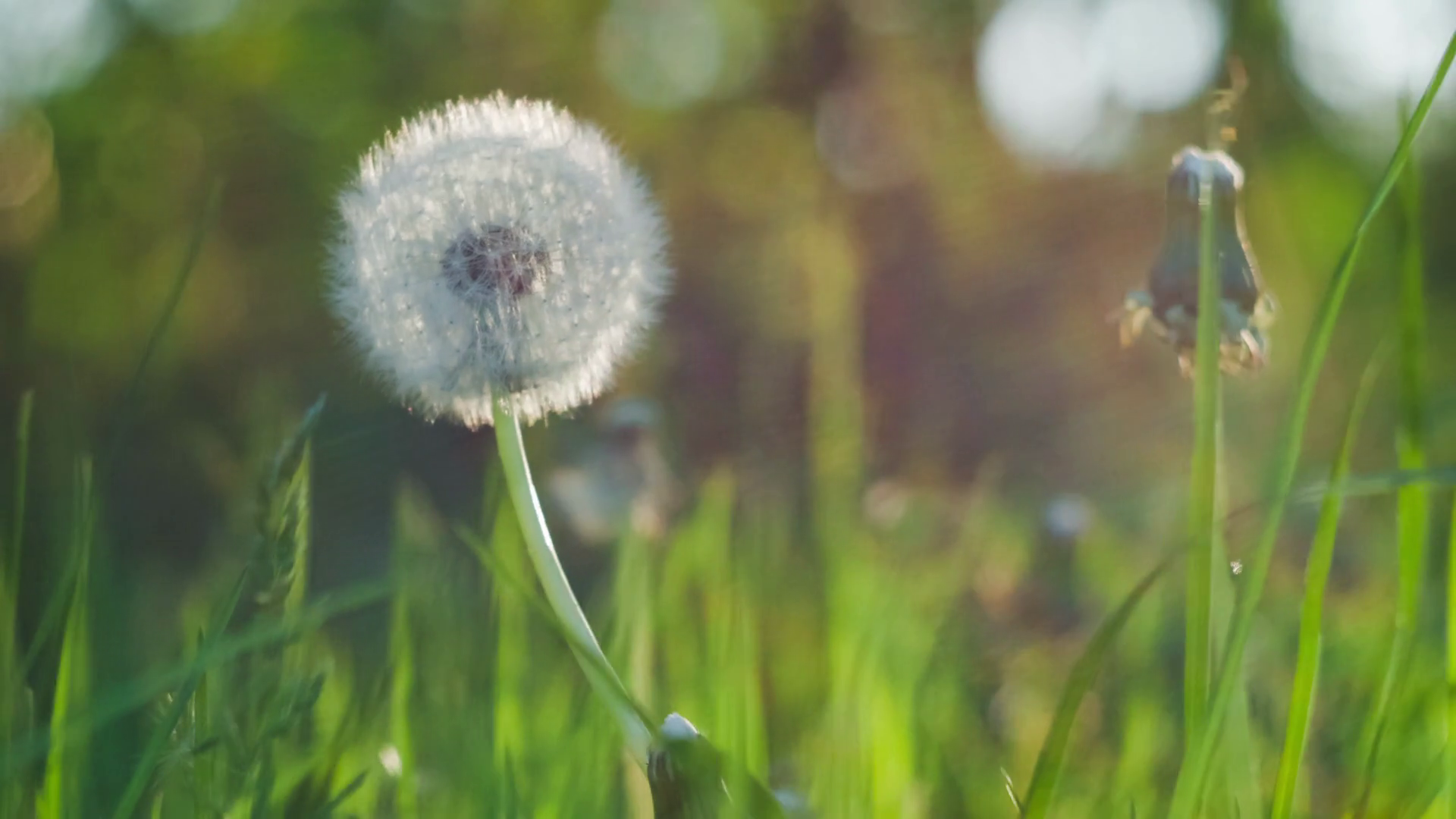 Dandelion Heard Slightly Moved Wind Breeze Stock Footage SBV-315082926 ...