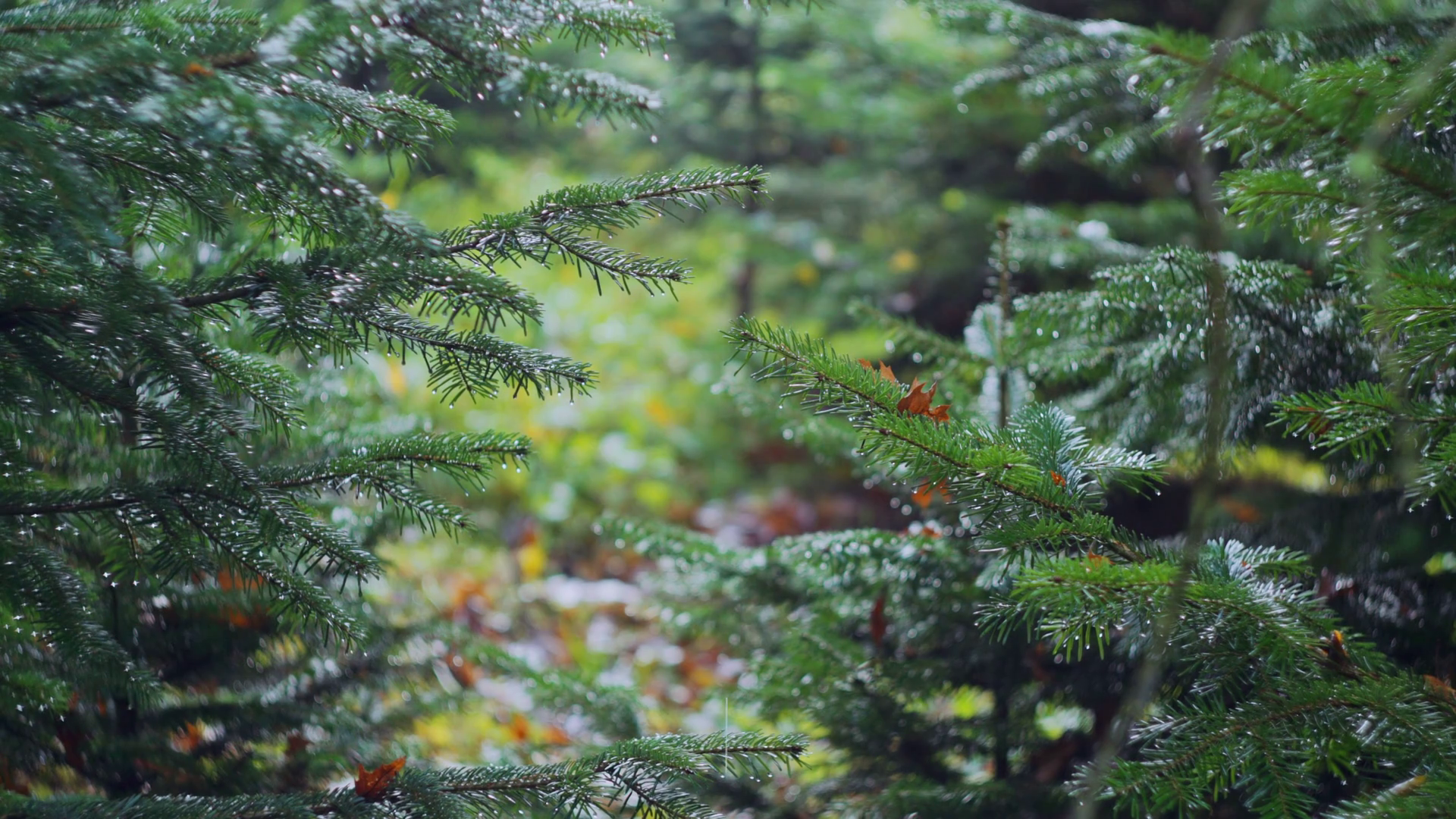 Green Spruce Fir Trees With Dew Rain Drops Stock Footage SBV-337955516 ...