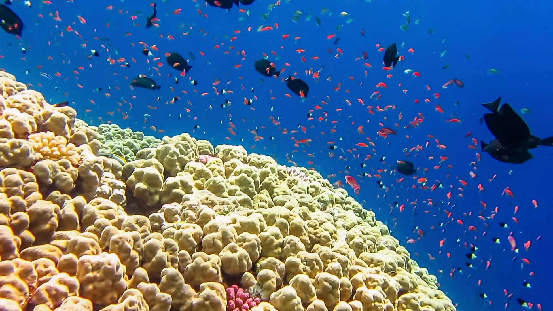 Tropical Coral Reef Small Fish In Red Sea Stock Footage SBV-319234681 ...